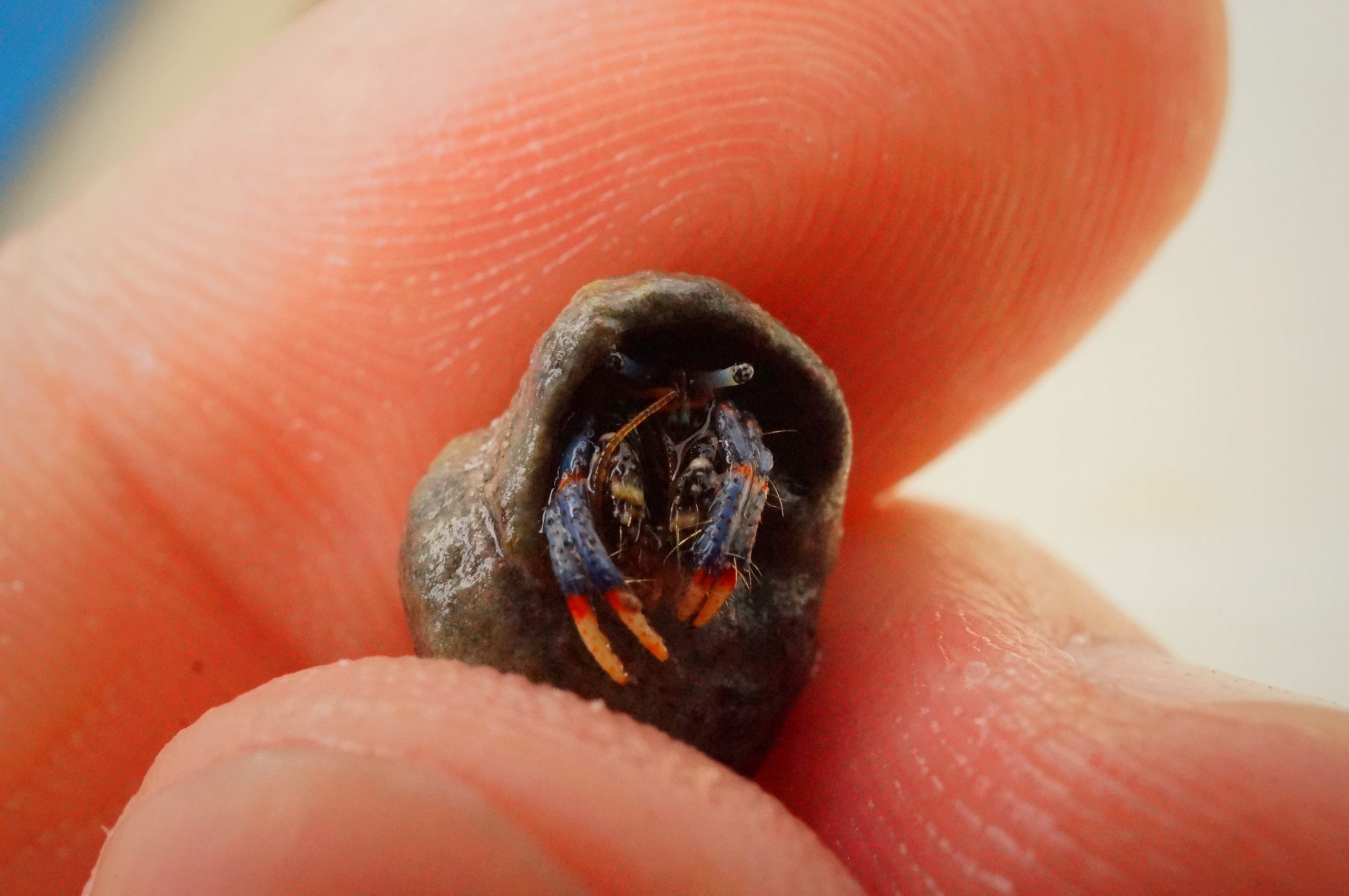Smallest Hermit Crab In The World