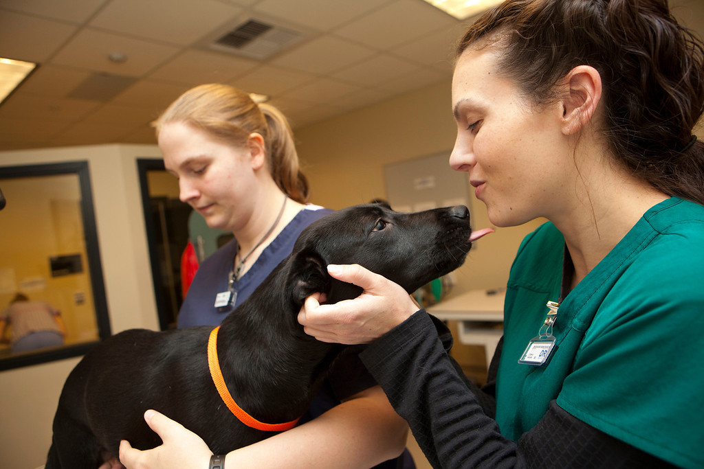 Health and vet tech careers featured at SPC event