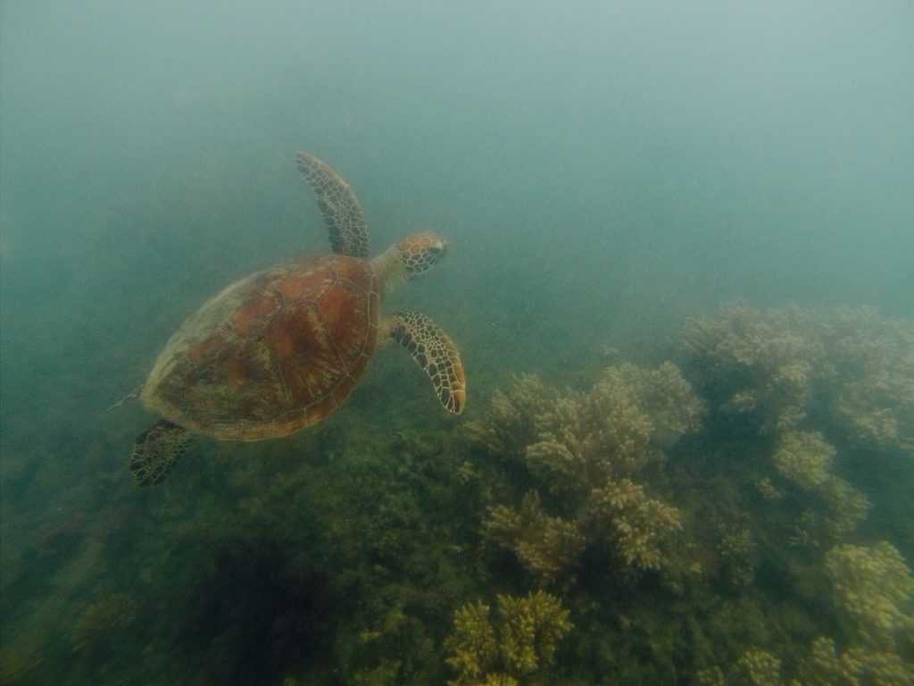 Sea Turtles in Fitzroy Island #Australia - Center for International ...