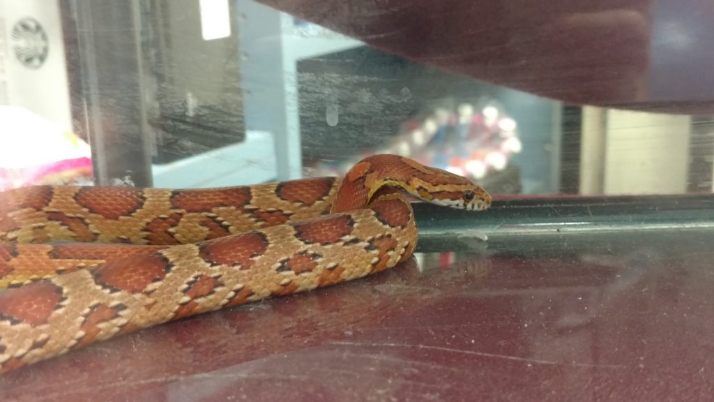 Family Science Night Oct. 20 at the Tarpon Springs Campus - Science and ...